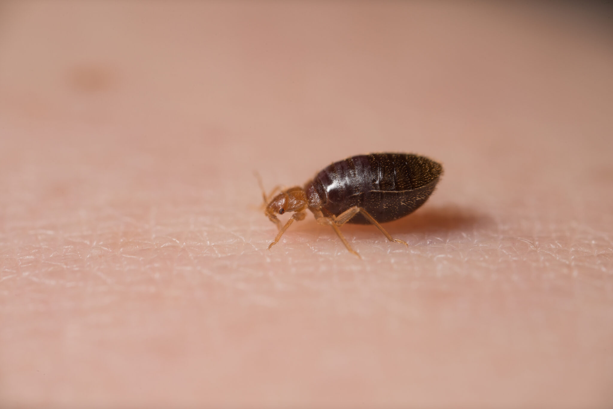 Bettwanzen – Neue innovative Lösung zur Bekämpfung und Prävention